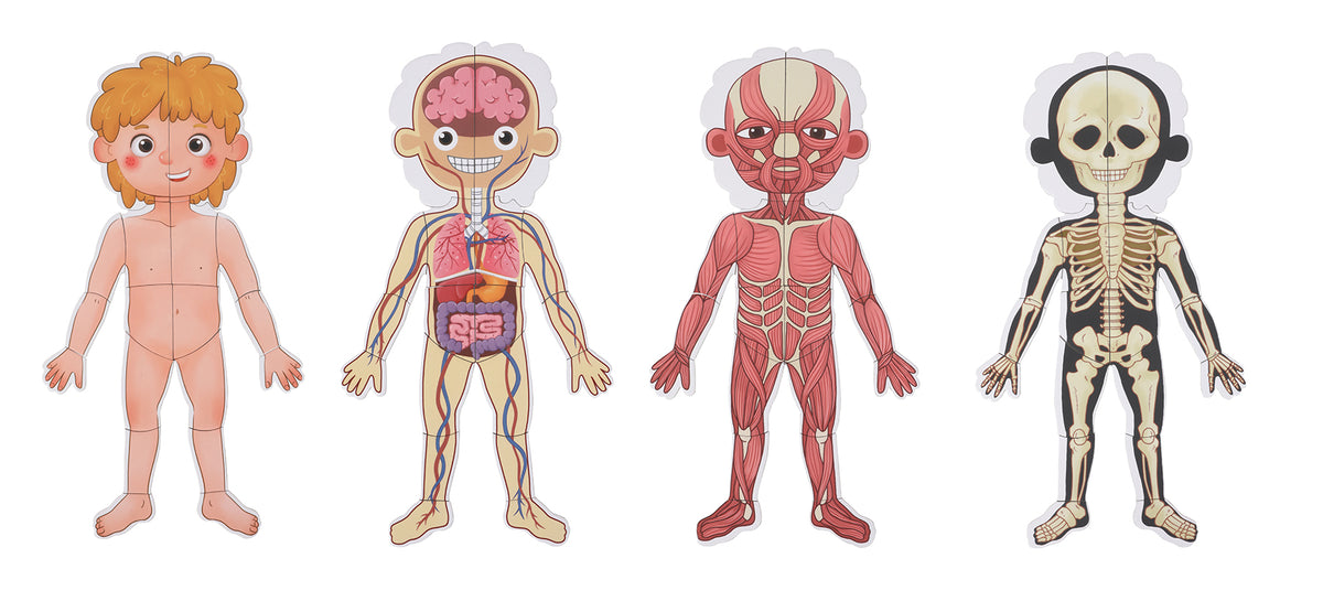Magnetic Body Chart – Aprende el cuerpo humano jugando | Moments Kids PTY