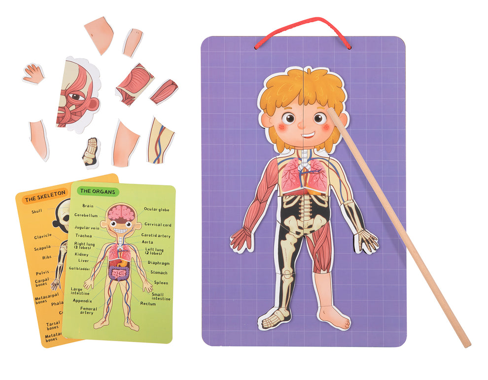 Magnetic Body Chart – Aprende el cuerpo humano jugando | Moments Kids PTY
